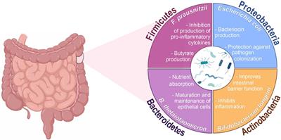 Frontiers | Role of gut microbiota in infectious and inflammatory diseases